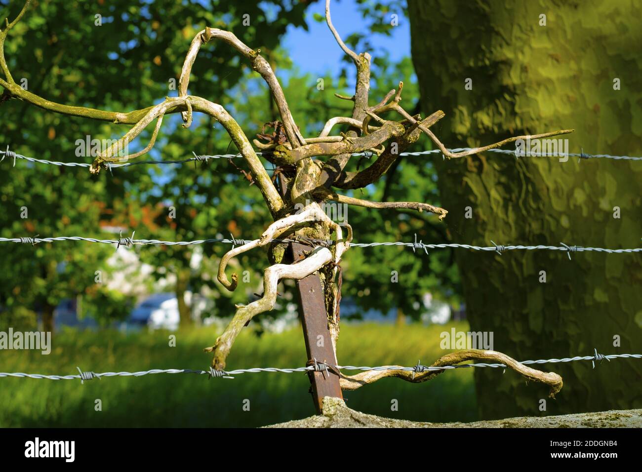 Leafless vine hi-res stock photography and images - Alamy