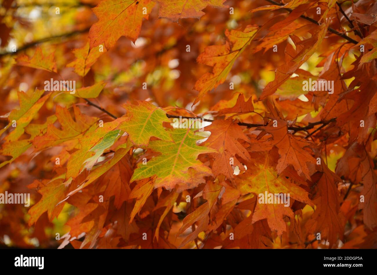 autumn leaves in colorful colors Stock Photo - Alamy