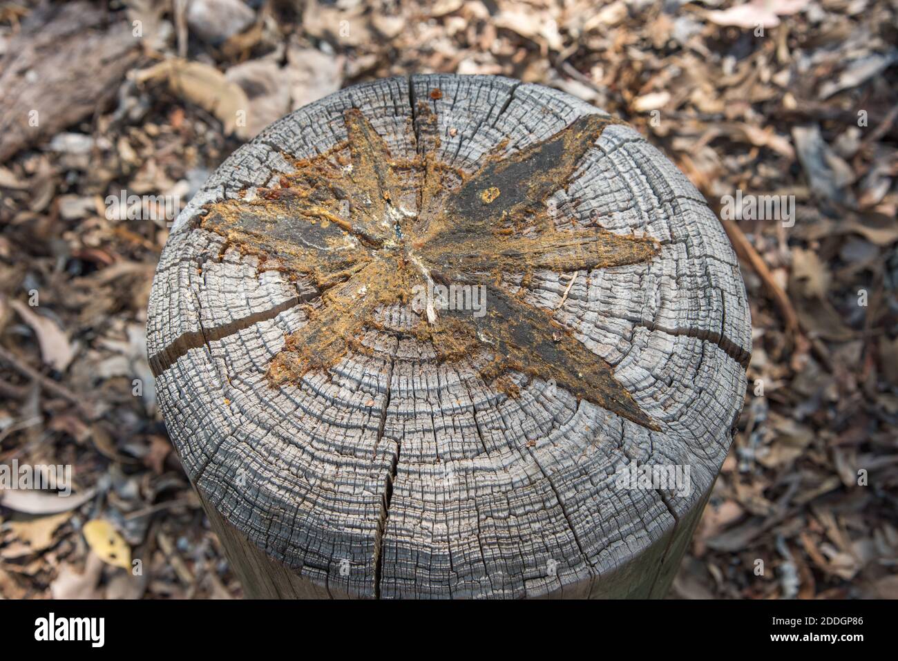 Close-up of star shaped tree sap oozing from cut tree stump in Charles ...
