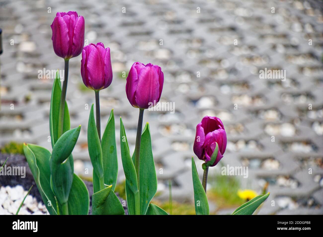 Closeup macro view tulip flower hi-res stock photography and images - Alamy
