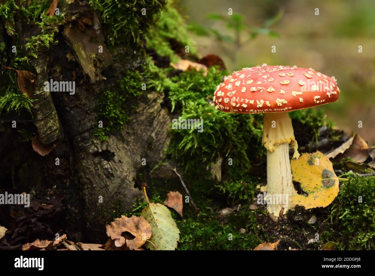 mushroom fly in the forest, red toadstool, food Stock Photo - Alamy