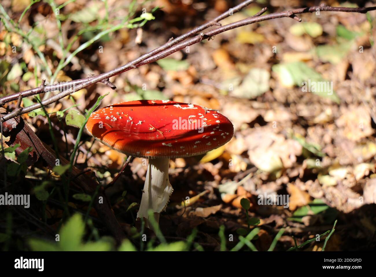 Toadstool closeup hi-res stock photography and images - Alamy