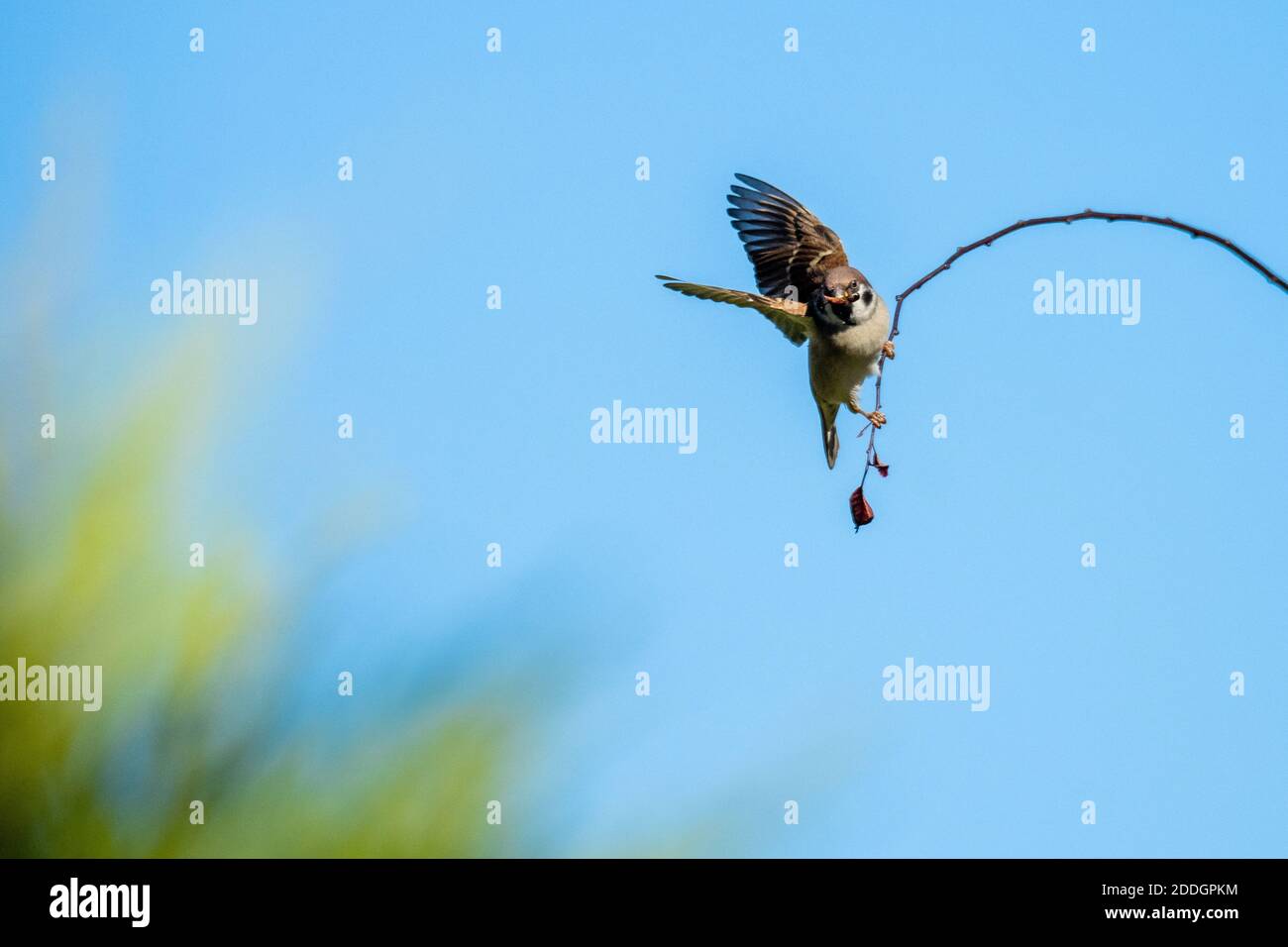 Sparrows at Home Stock Photo - Alamy