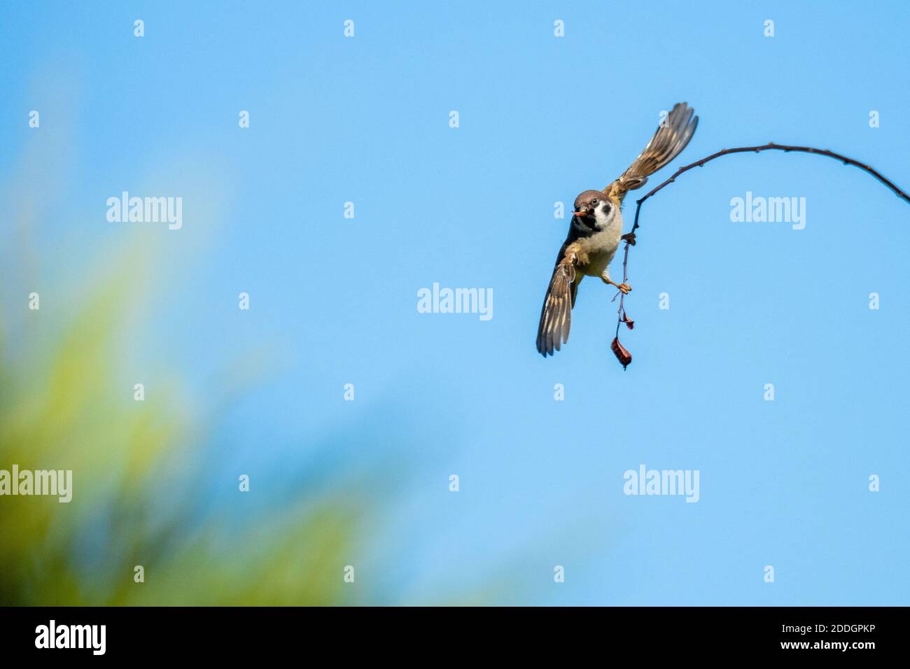 Sparrows at Home Stock Photo - Alamy