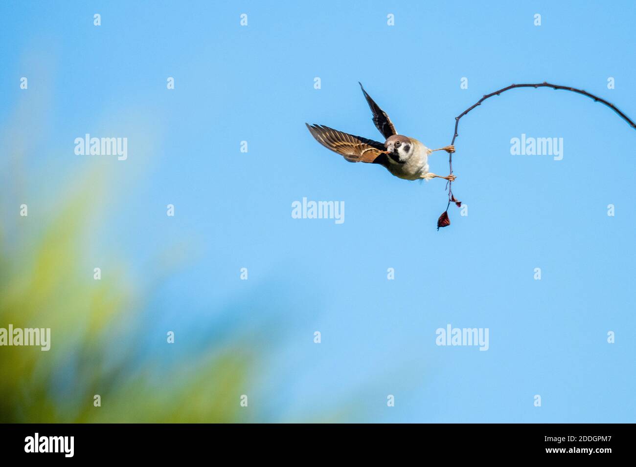 Sparrows At Home Stock Photo Alamy