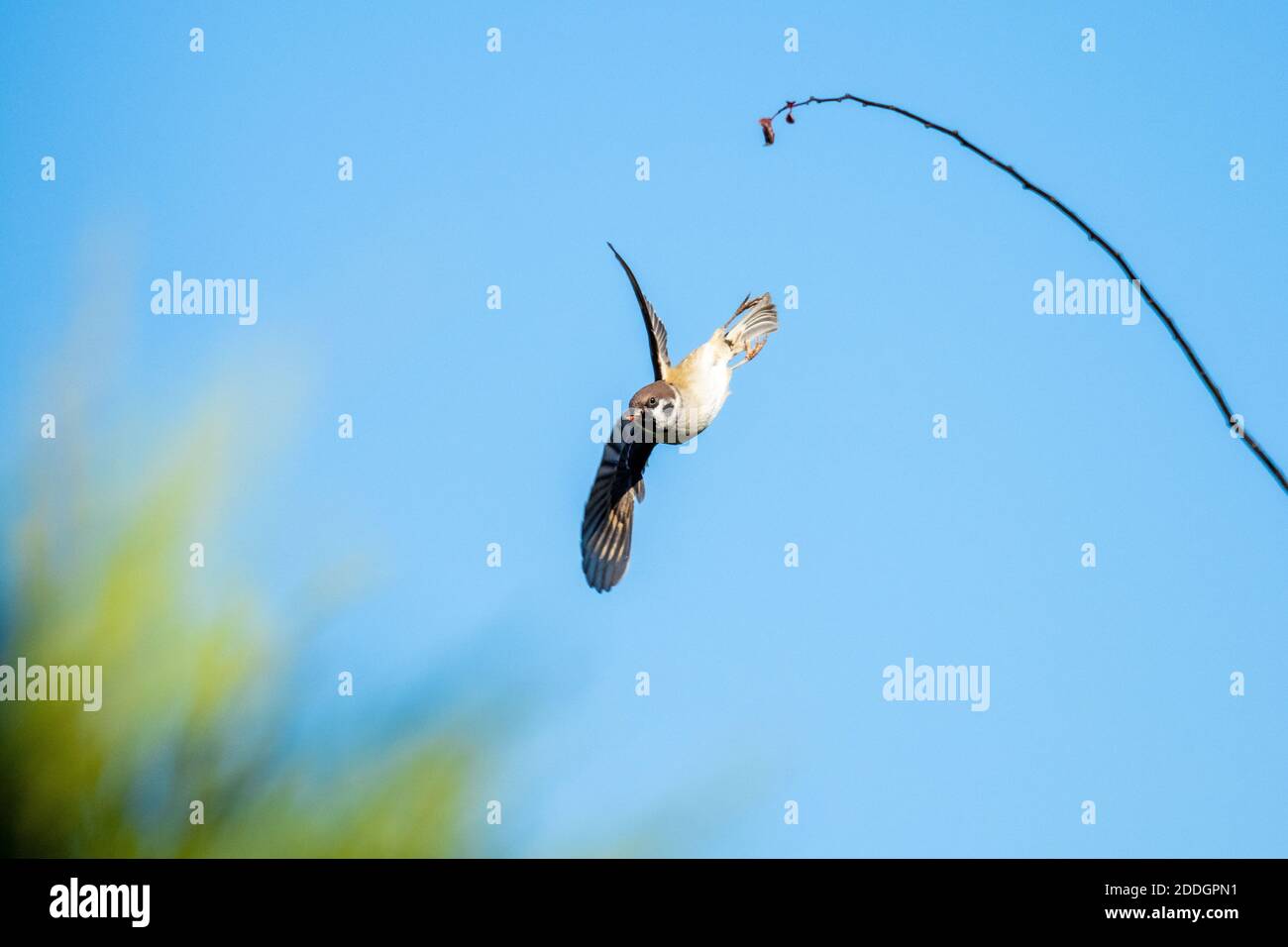 Sparrows At Home Stock Photo Alamy