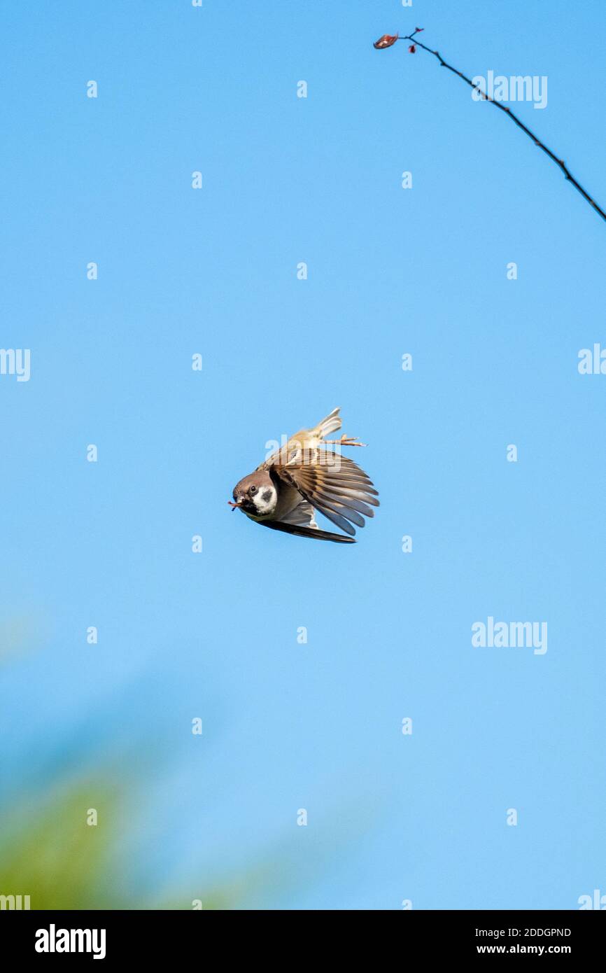 Sparrows at Home Stock Photo - Alamy