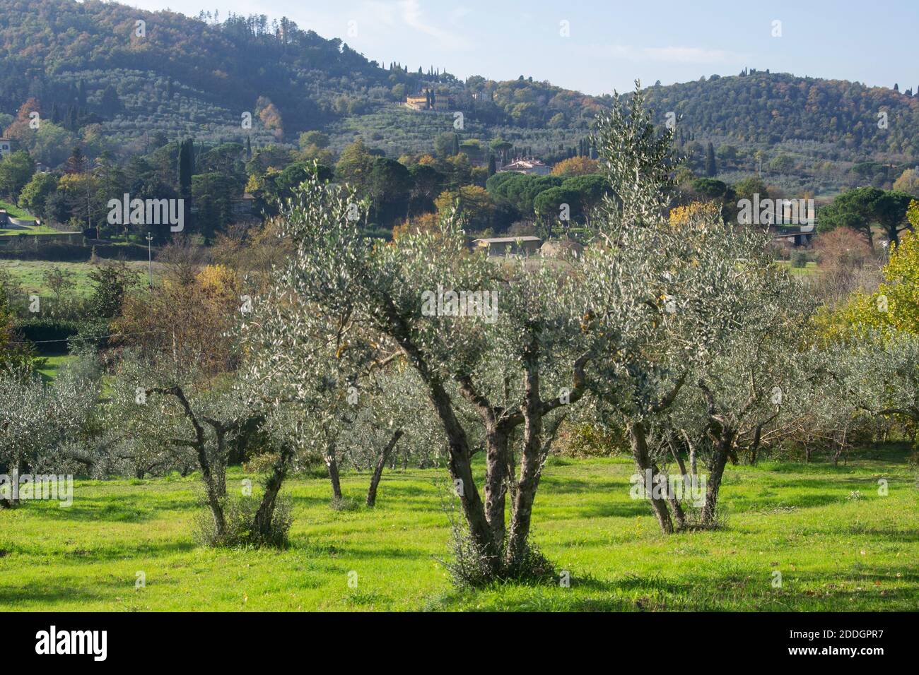 The cultivation of olive trees and autumn landscape. Olive grove ...