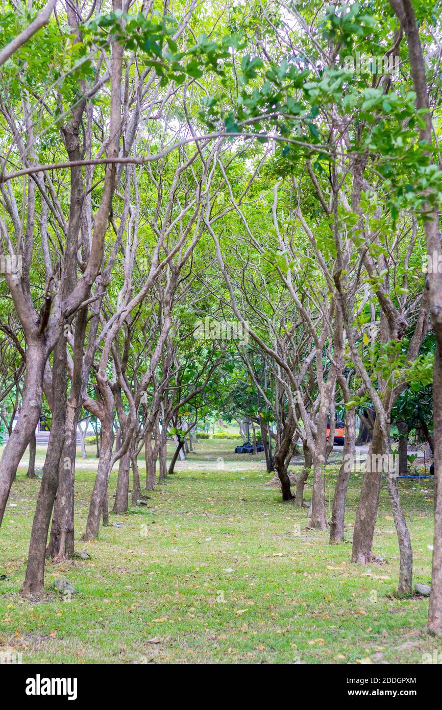 Grove of trees in Corregidor Island, Philippines Stock Photo - Alamy