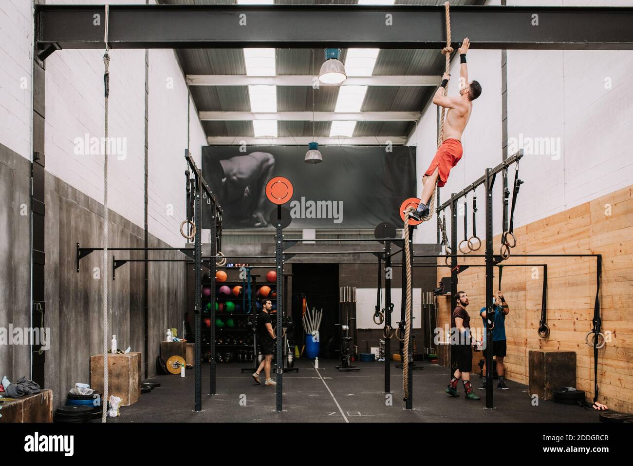 Low angle of muscular sportsman training in gym and climbing rope ...
