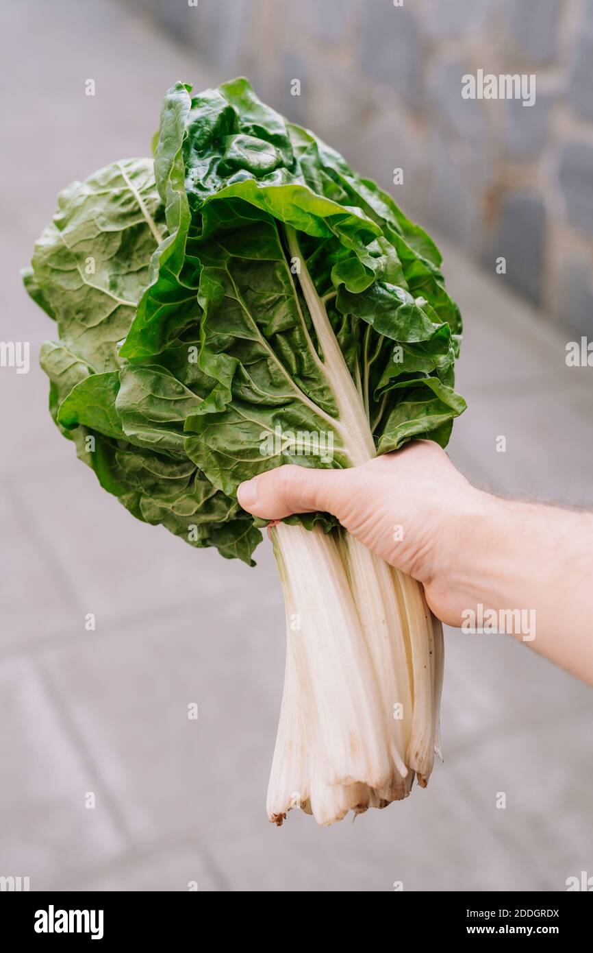 Crop unrecognizable person showing bunch of fresh natural bio green ...