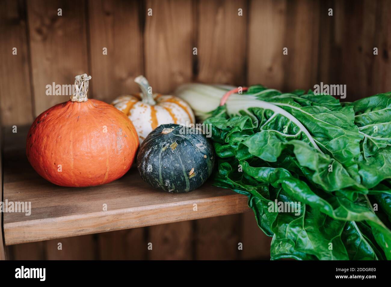 Various types of leaves hi-res stock photography and images - Alamy