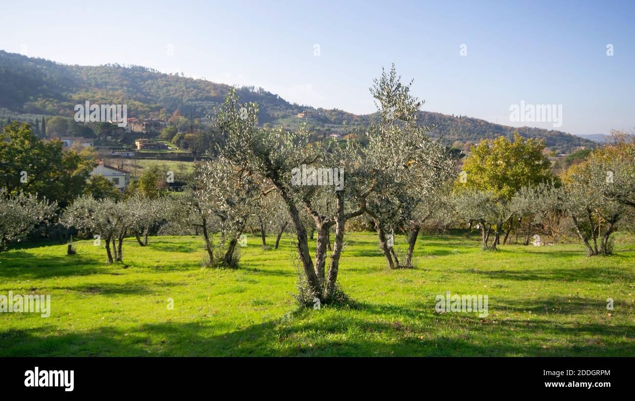 The cultivation of olive trees and autumn landscape. Olive grove ...
