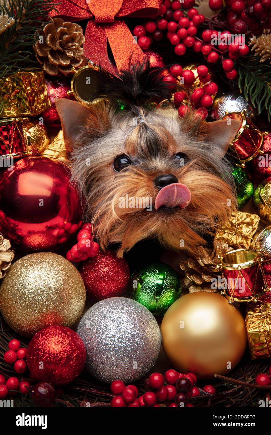 Yorkie Happy Winter Biewer Terrier Dog Breed Information