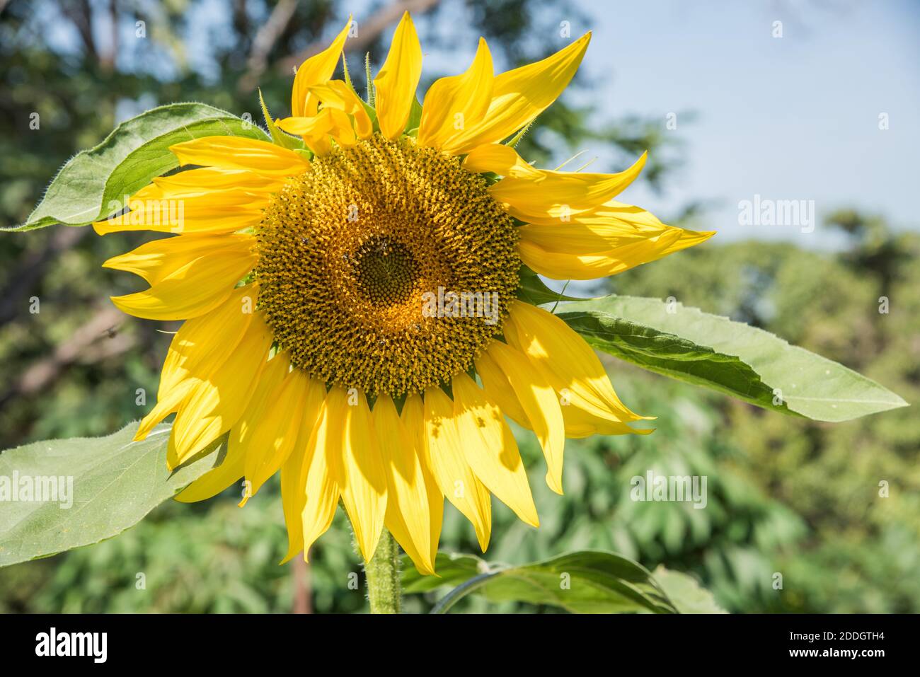Stunning yellow sunflower with leaves growing on a sunny day in ...