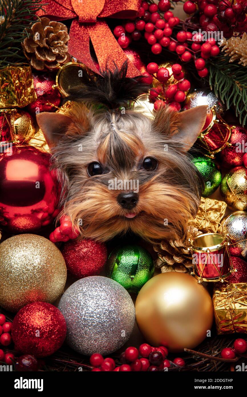 Yorkie Puppies Christmas Wallpaper