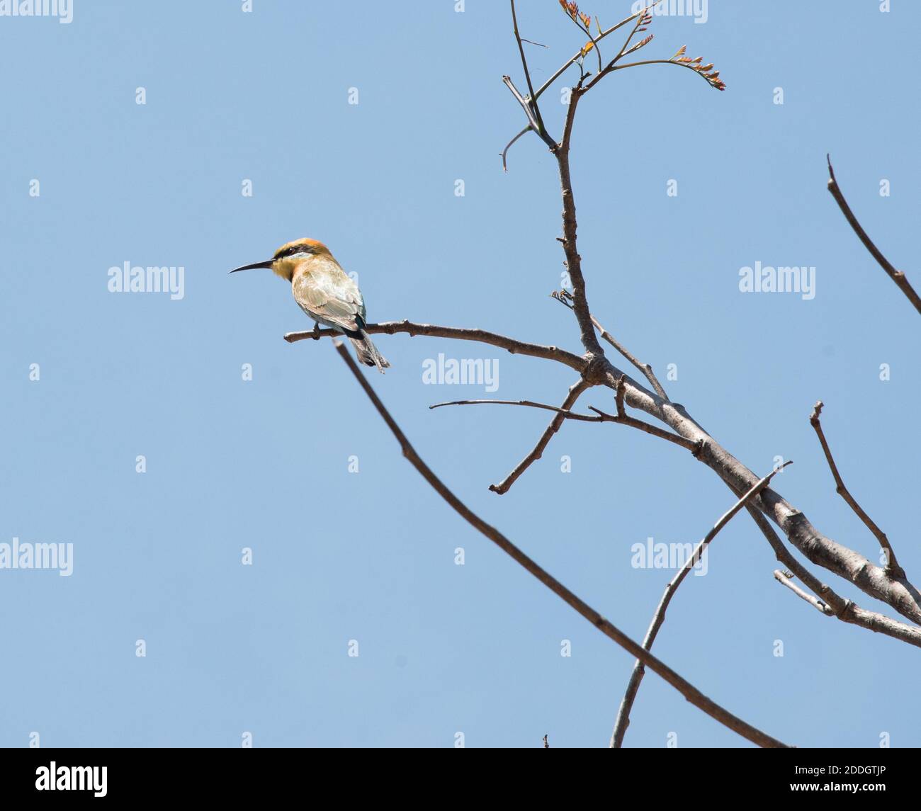 Rainbow bee eater perched in leafless tree branches with a bright blue ...