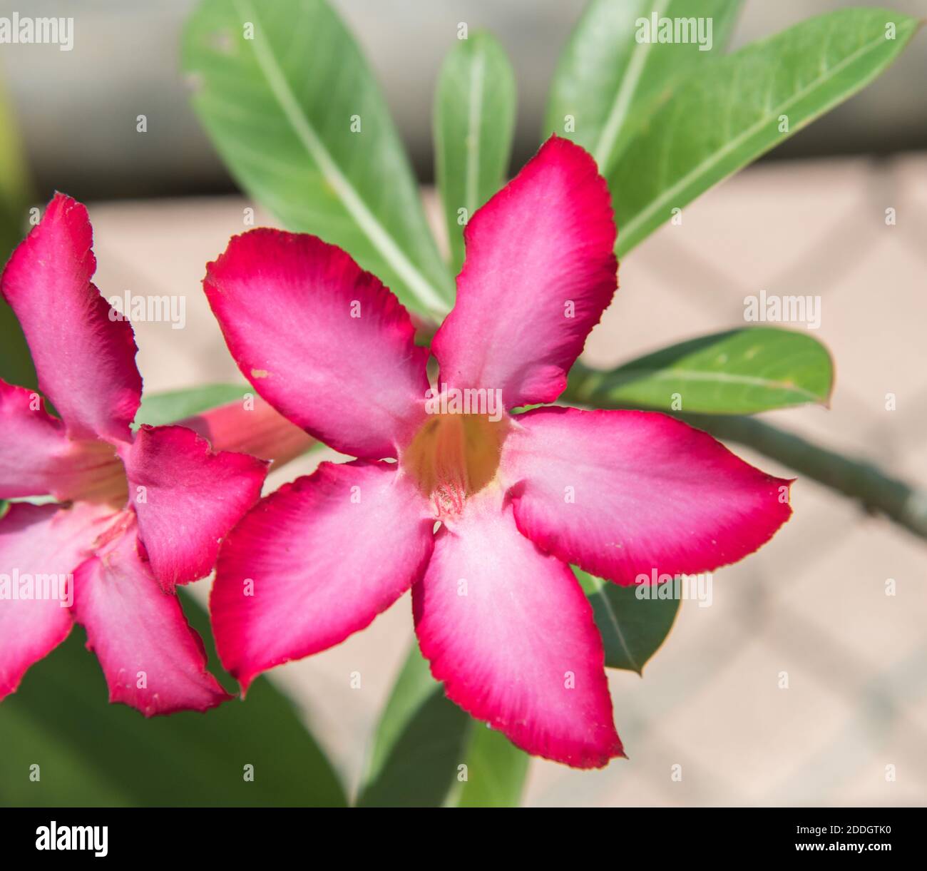 Close-up of pink desert rose flower in tropical garden in Darwin ...