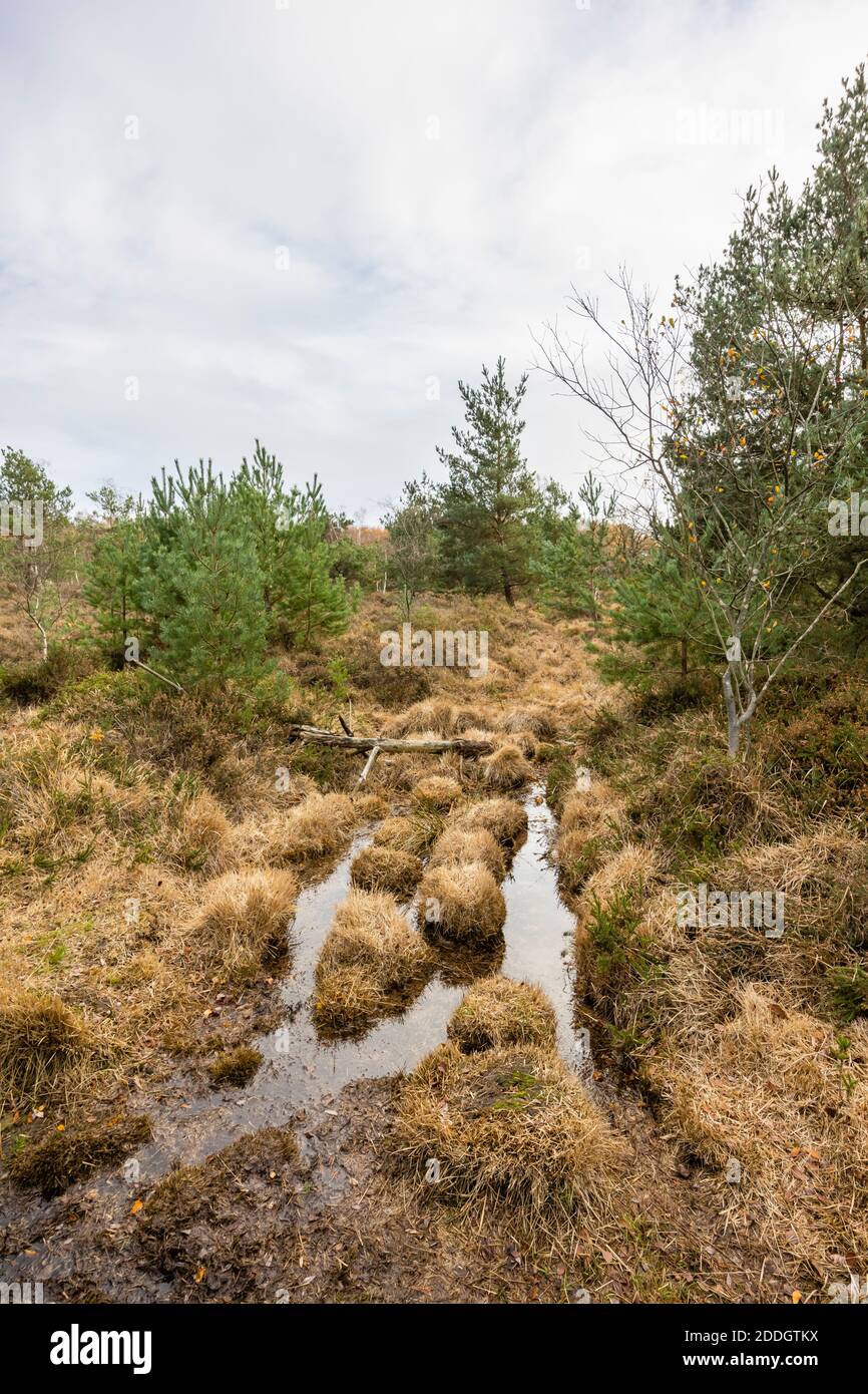 Guildford grass hi-res stock photography and images - Alamy