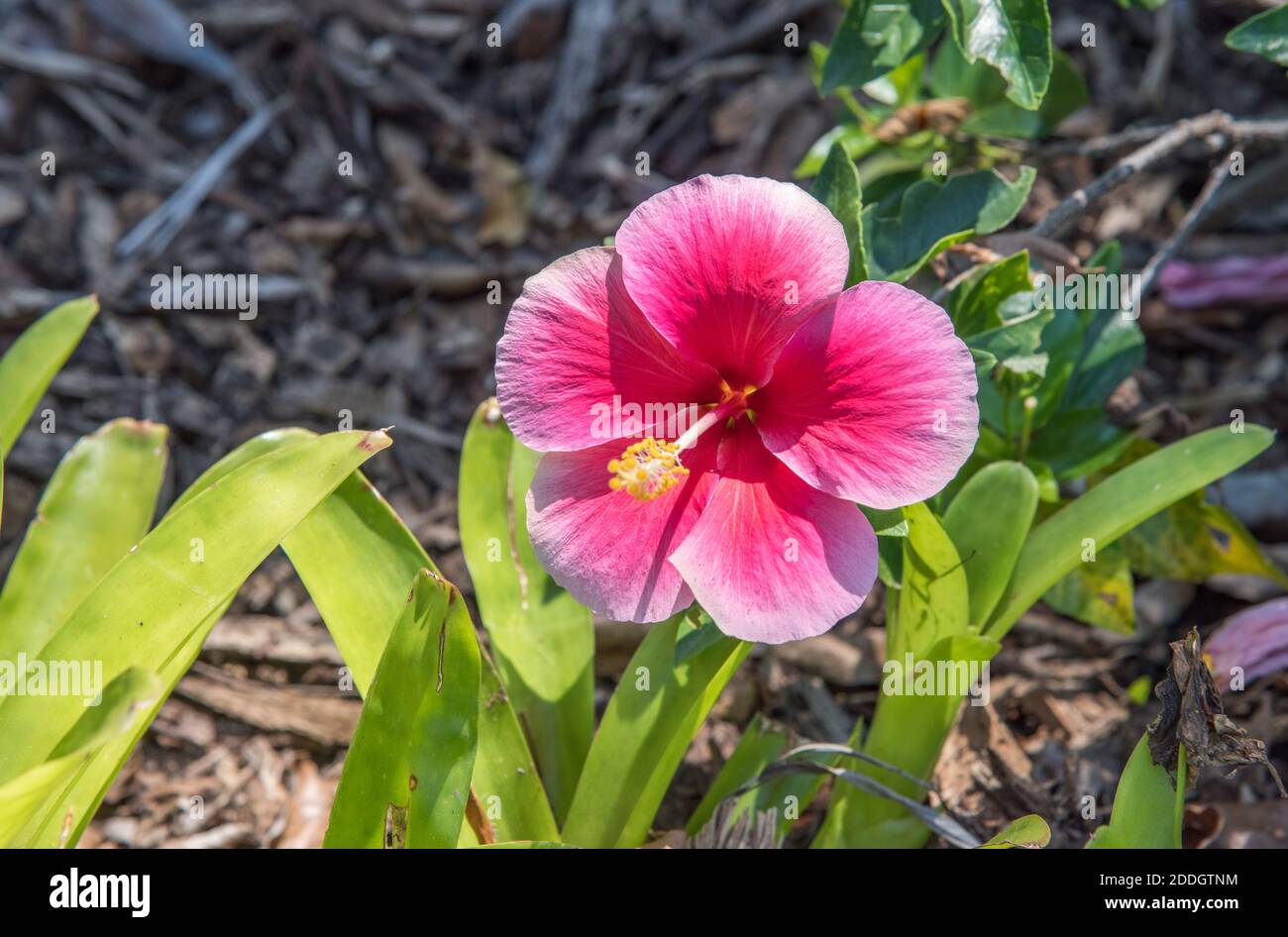 Bright pink with white tipped edges hibiscus flower growing on a sunny ...