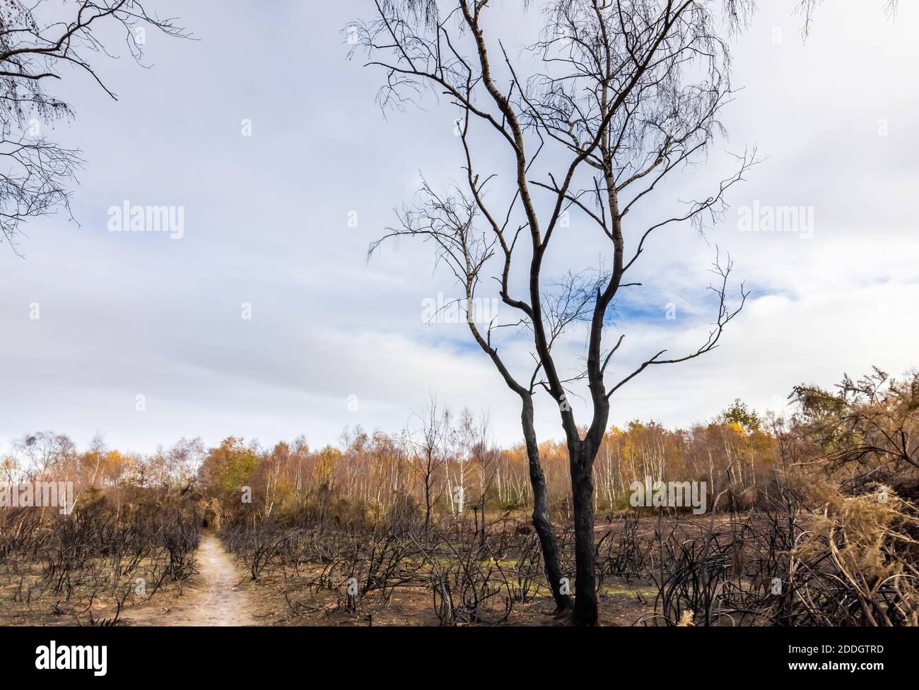 Charred burnt silver birch trees and bushes destroyed by a heath fire ...