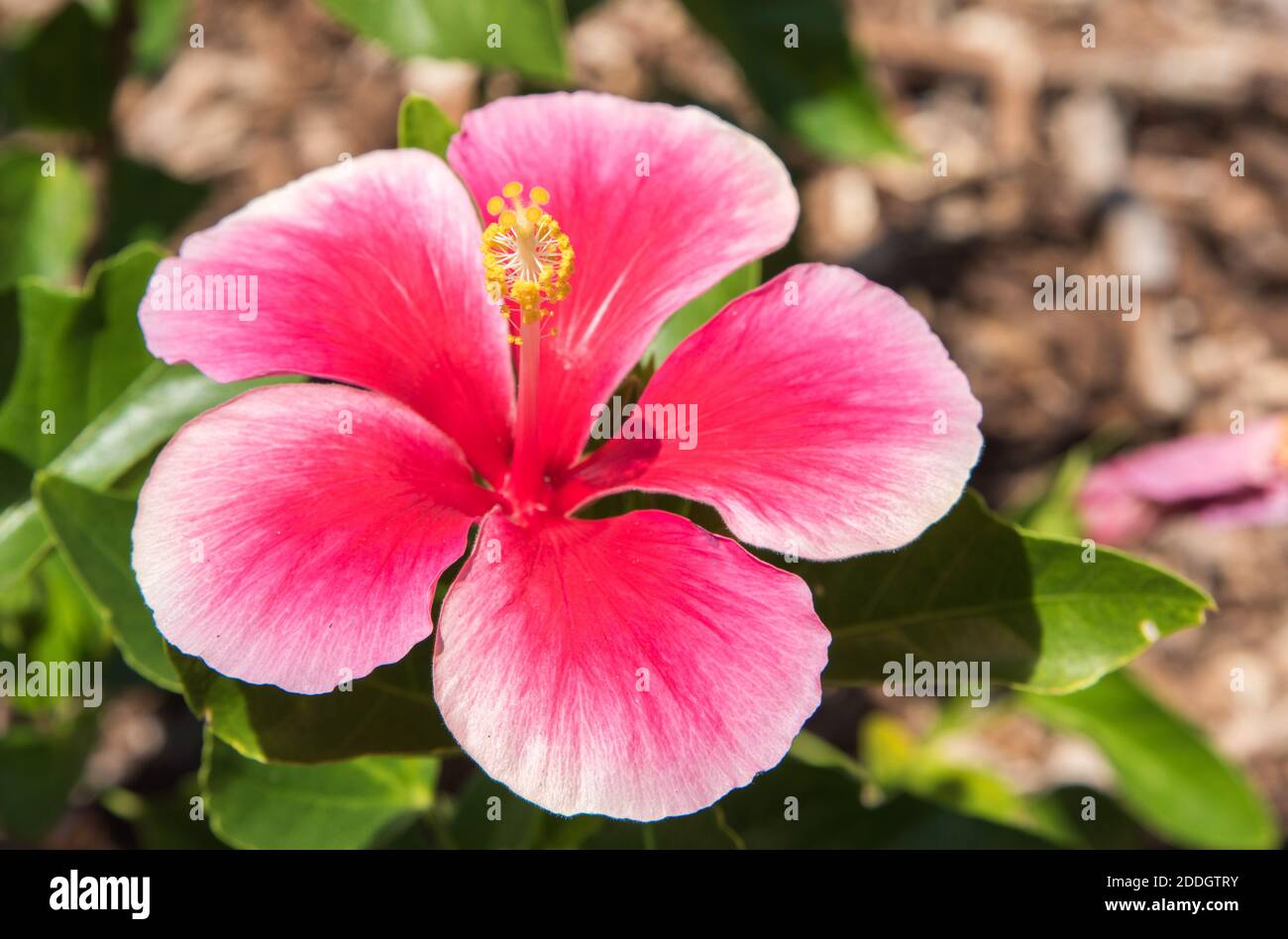 Bright pink with white tipped edges hibiscus flower growing on a sunny ...