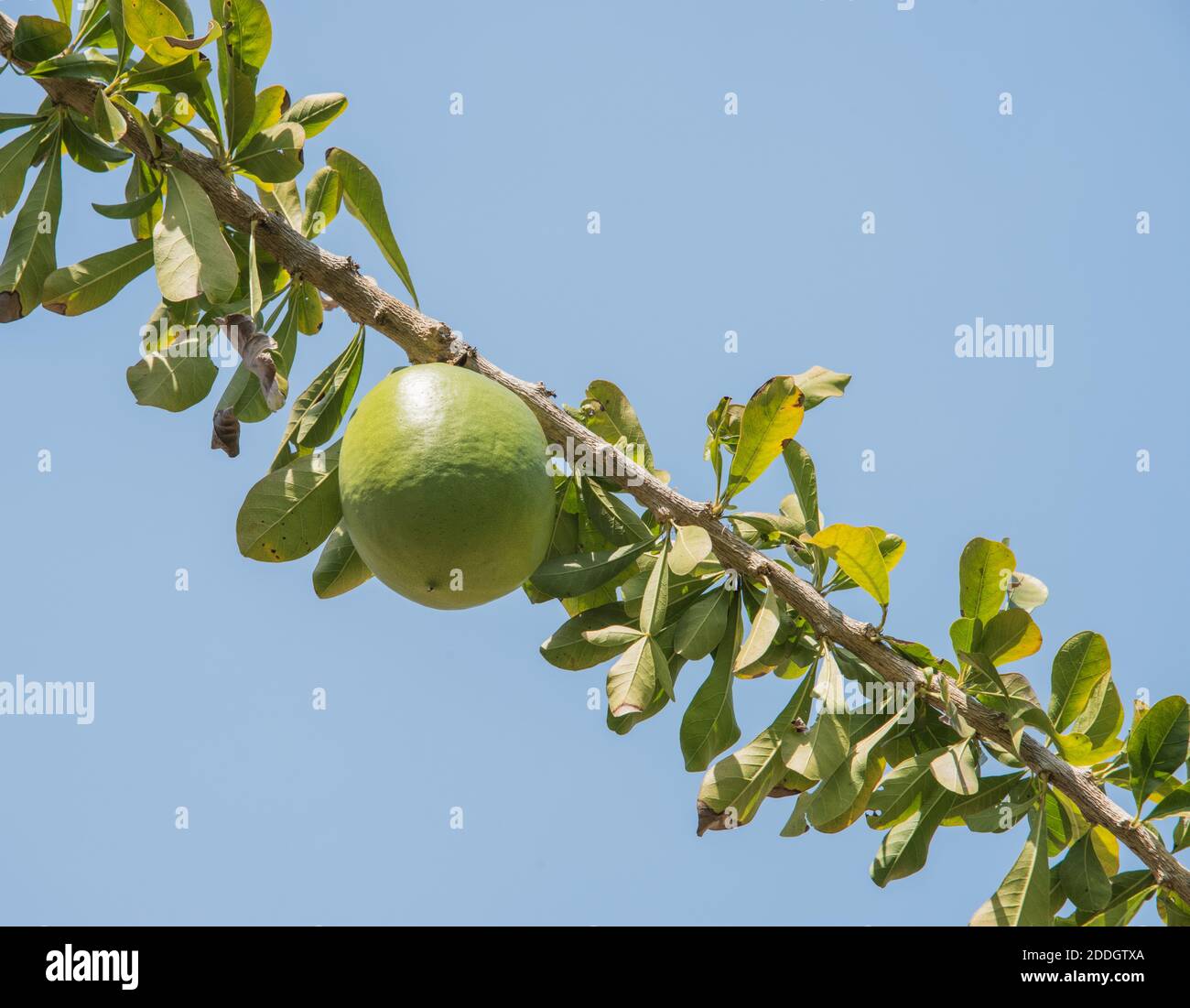 Low angle view of calabash tree fruit on branch with leaves under a ...
