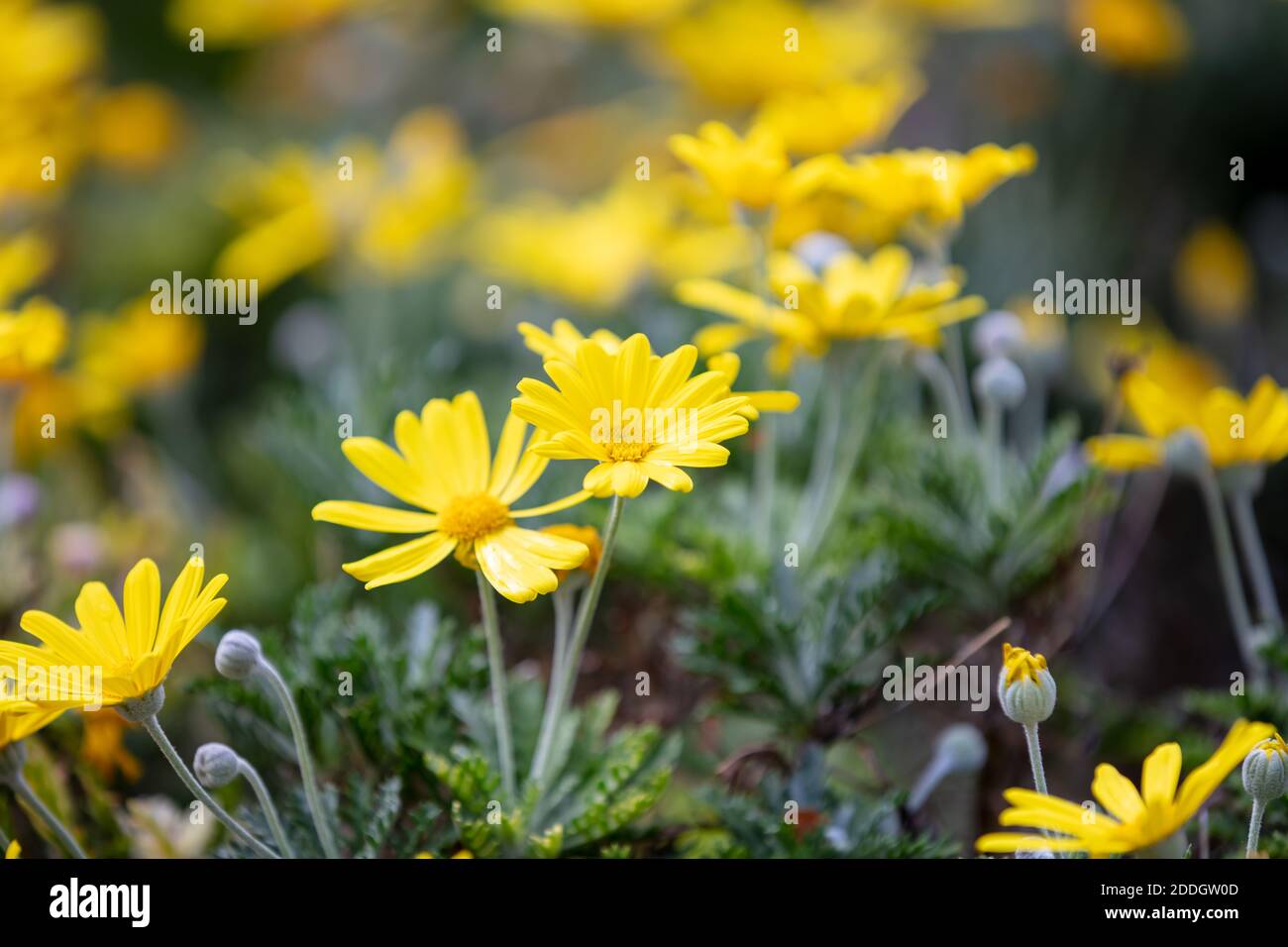 Pasture field wild yellow flowers hi-res stock photography and images ...