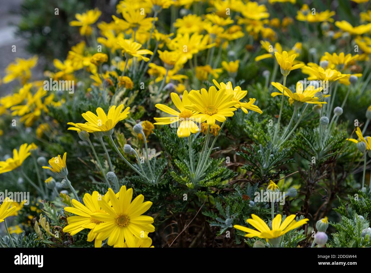 Daisies wild flowers yellow color field, closeup view, full background ...