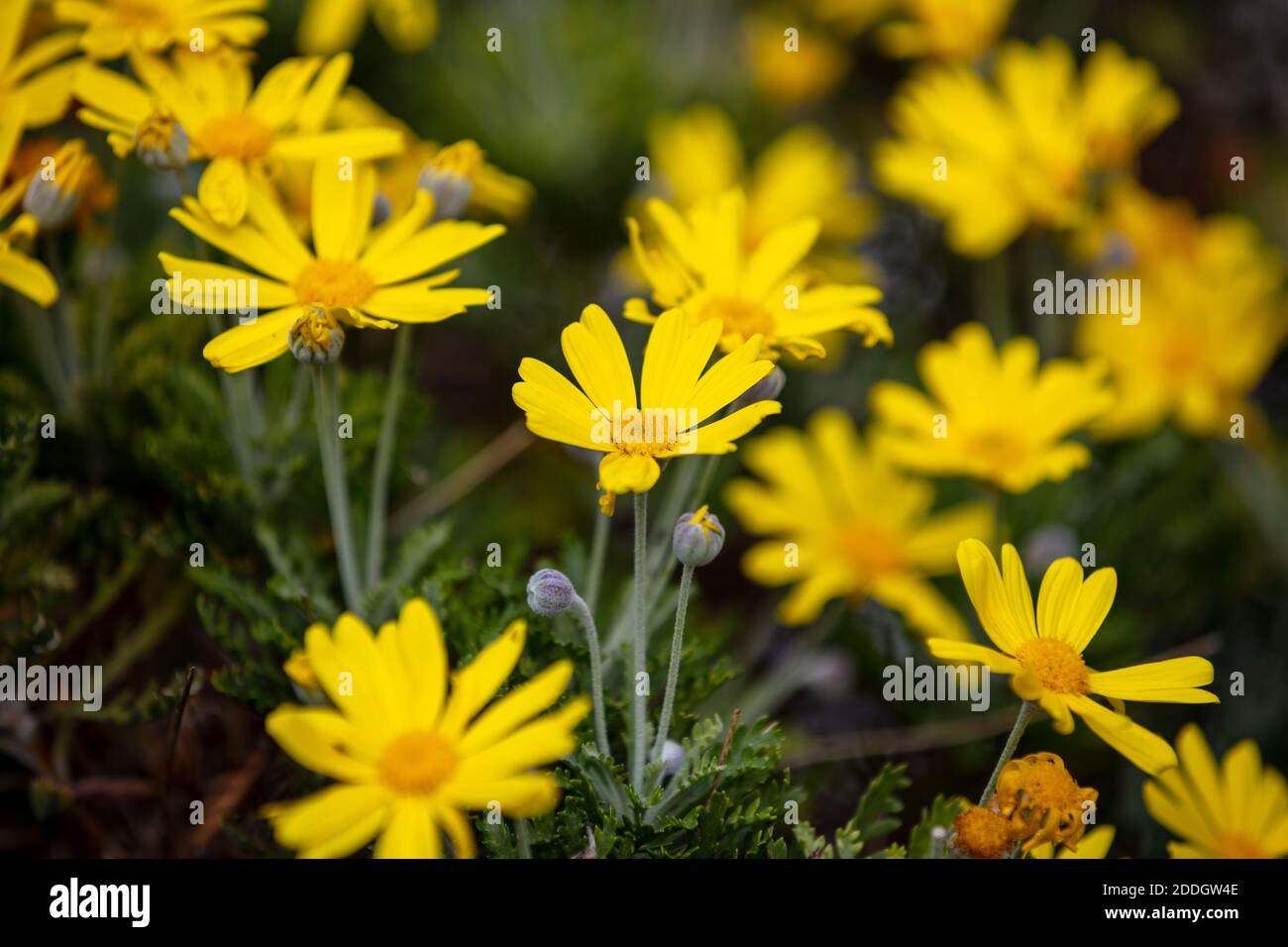 Daisies wild flowers yellow color field, closeup view, full background ...