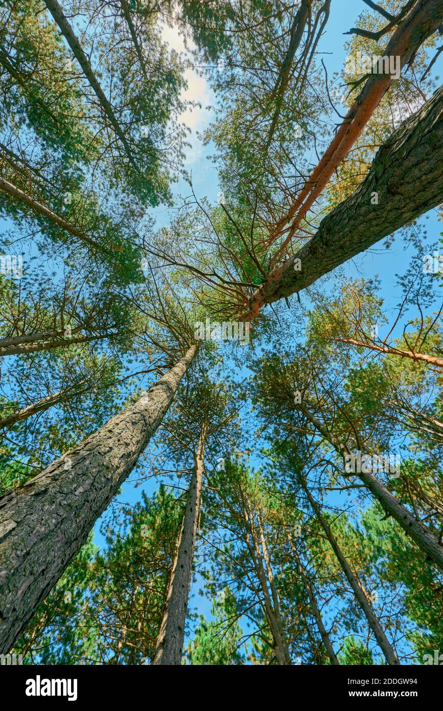 Below tall tree hi-res stock photography and images - Alamy