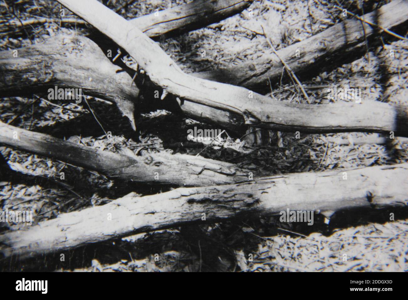 Fine 1970s vintage black and white photography of the natural beauty of ...