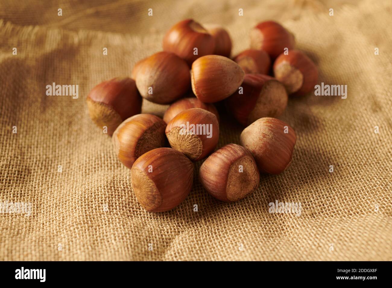 Hazel or filbert nuts on a hessian cloth in their shells , England, uk ...