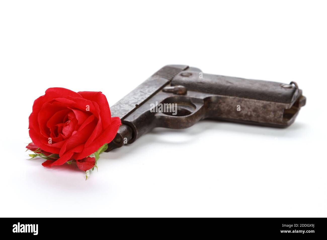 A red rose and rusty gun on a white Stock Photo - Alamy