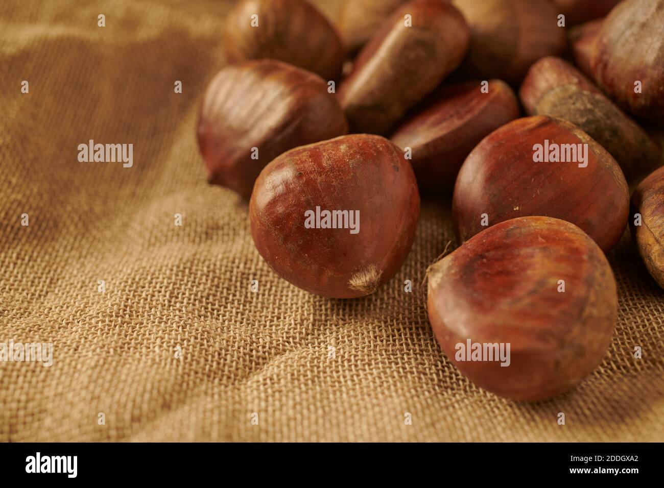 Sweet chestnuts (Castanea sativa) on a hessian cloth in their shells ...