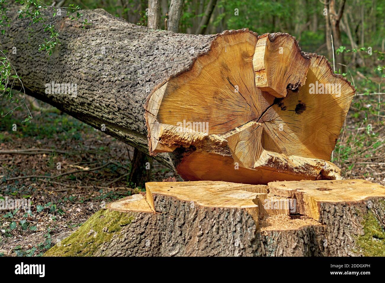 A large felled oak tree in the forest Stock Photo - Alamy