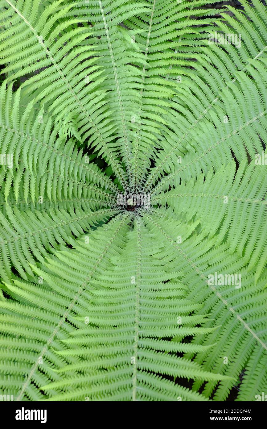 Symmetrical green leaf hi-res stock photography and images - Alamy