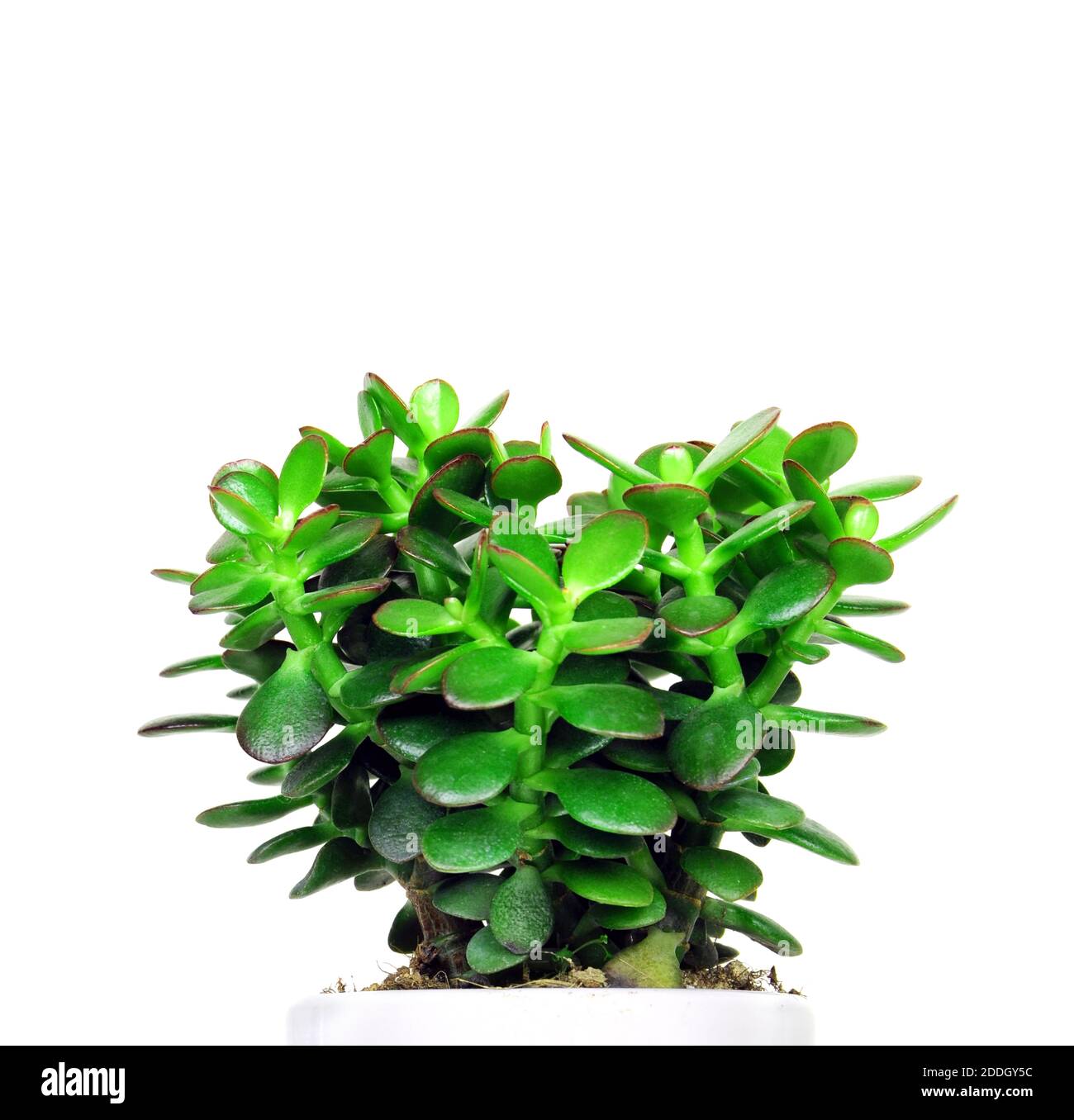 Mature plant, small plant Cut Out Stock Images & Pictures - Alamy