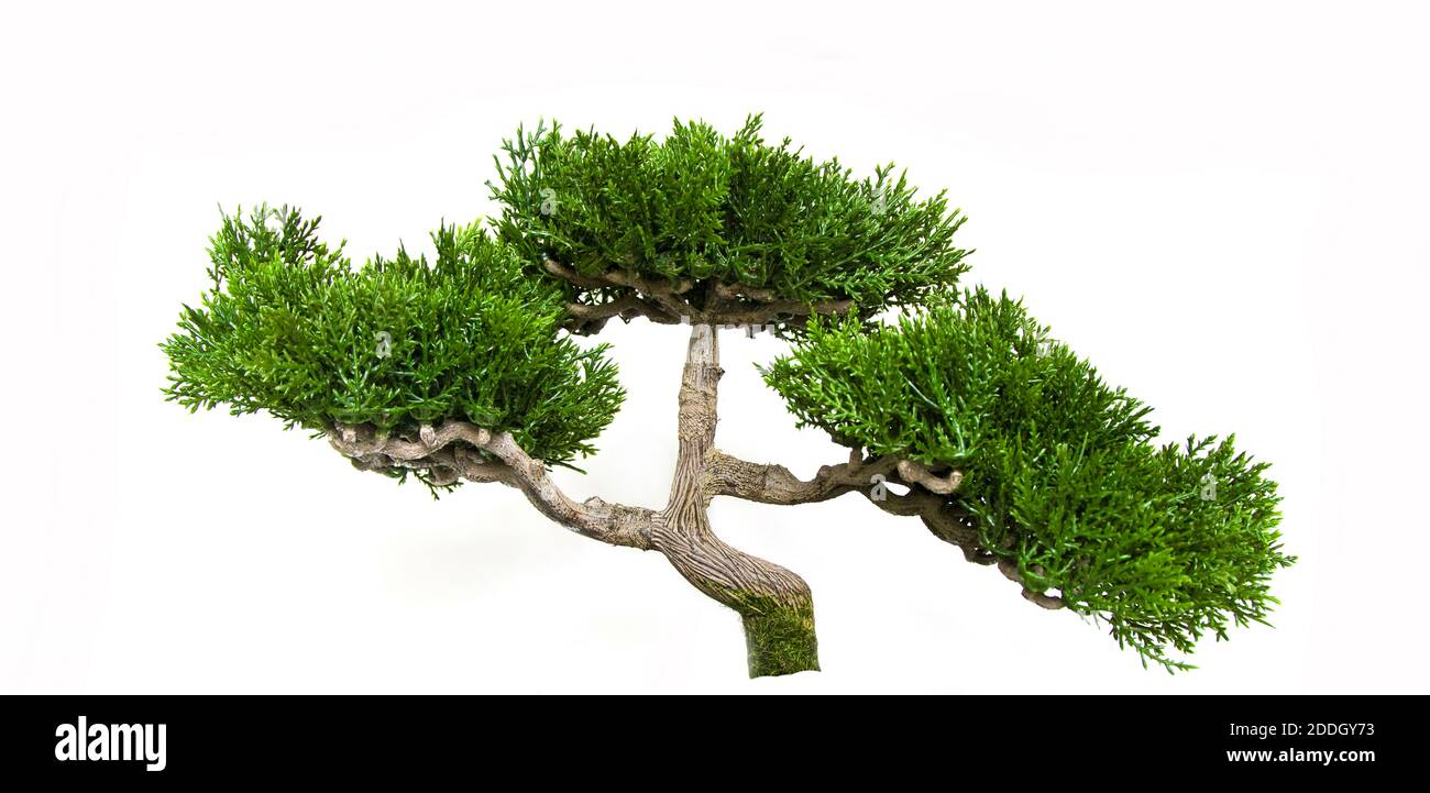 Mature specimen trees hi-res stock photography and images - Alamy