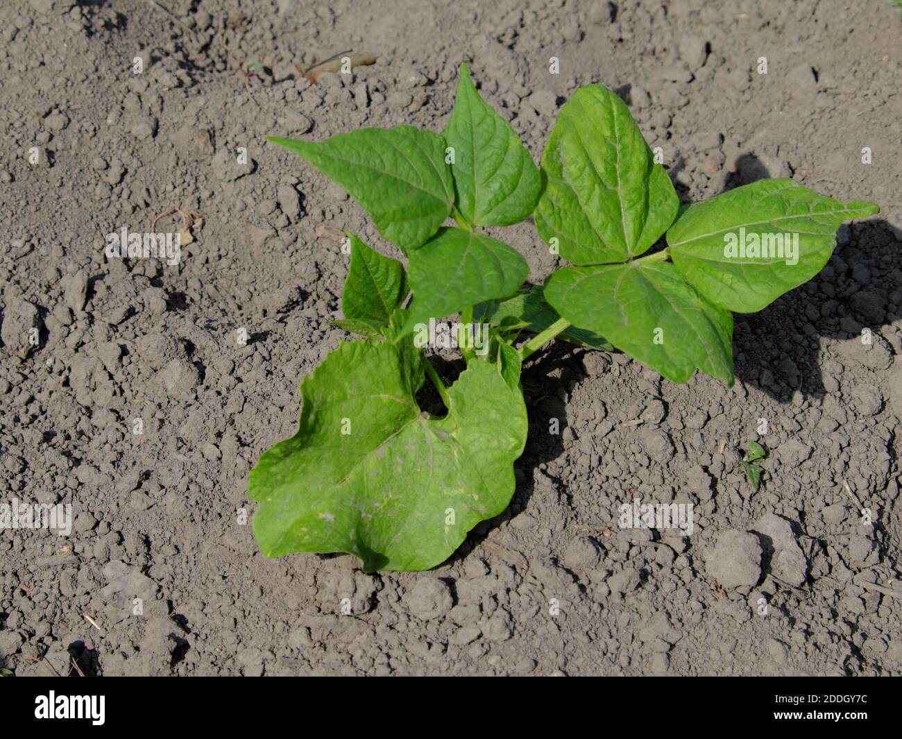 Bean stalks grow in the home garden. Homegrown foods Stock Photo - Alamy