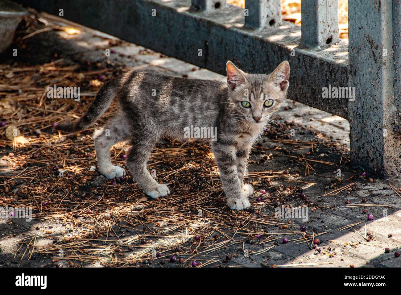 Little kitten lost at the streets, hidden in the shadows, looking ...