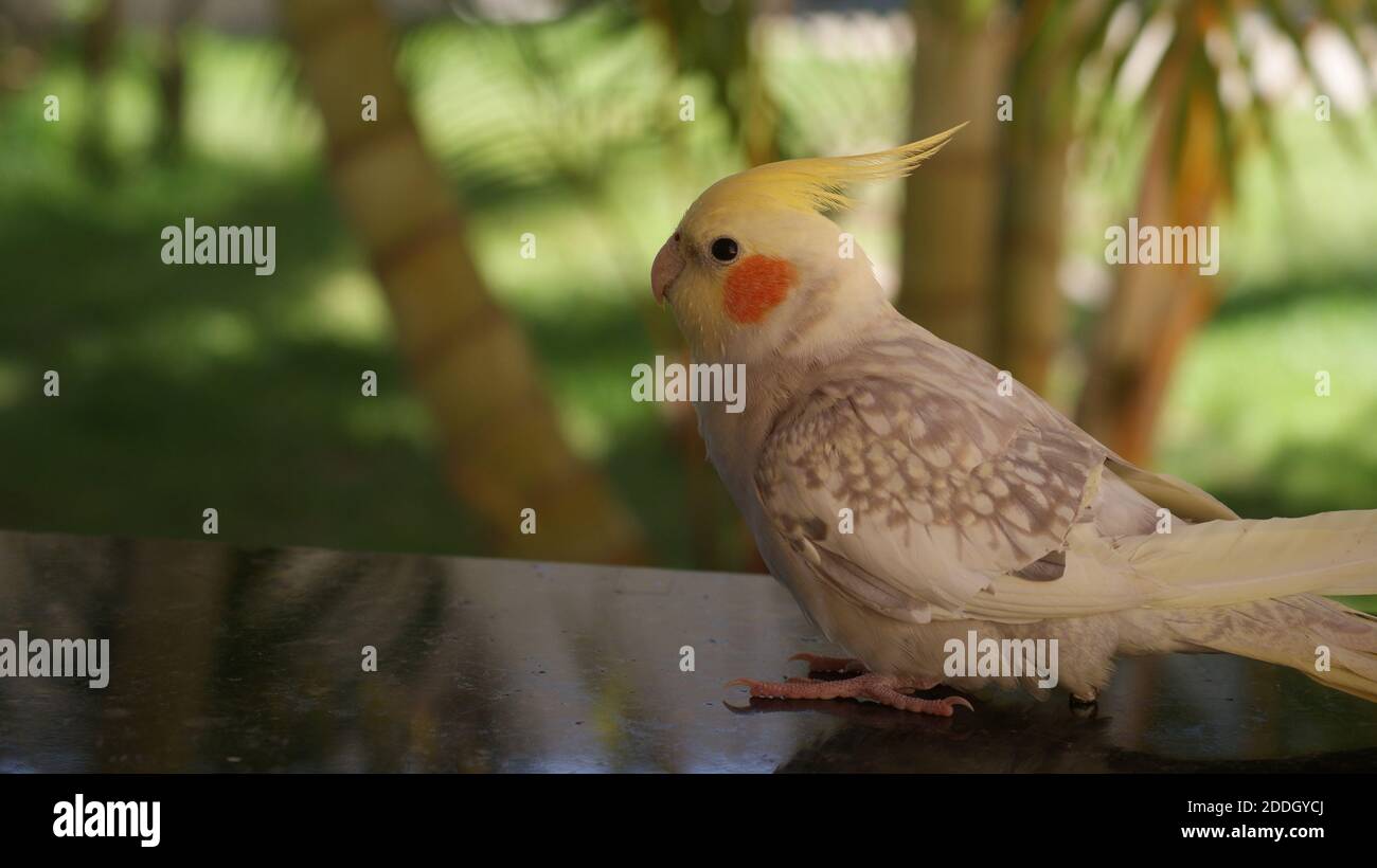 Cockatiel, a natural bird of autralia, also lives in Brazil, where it ...