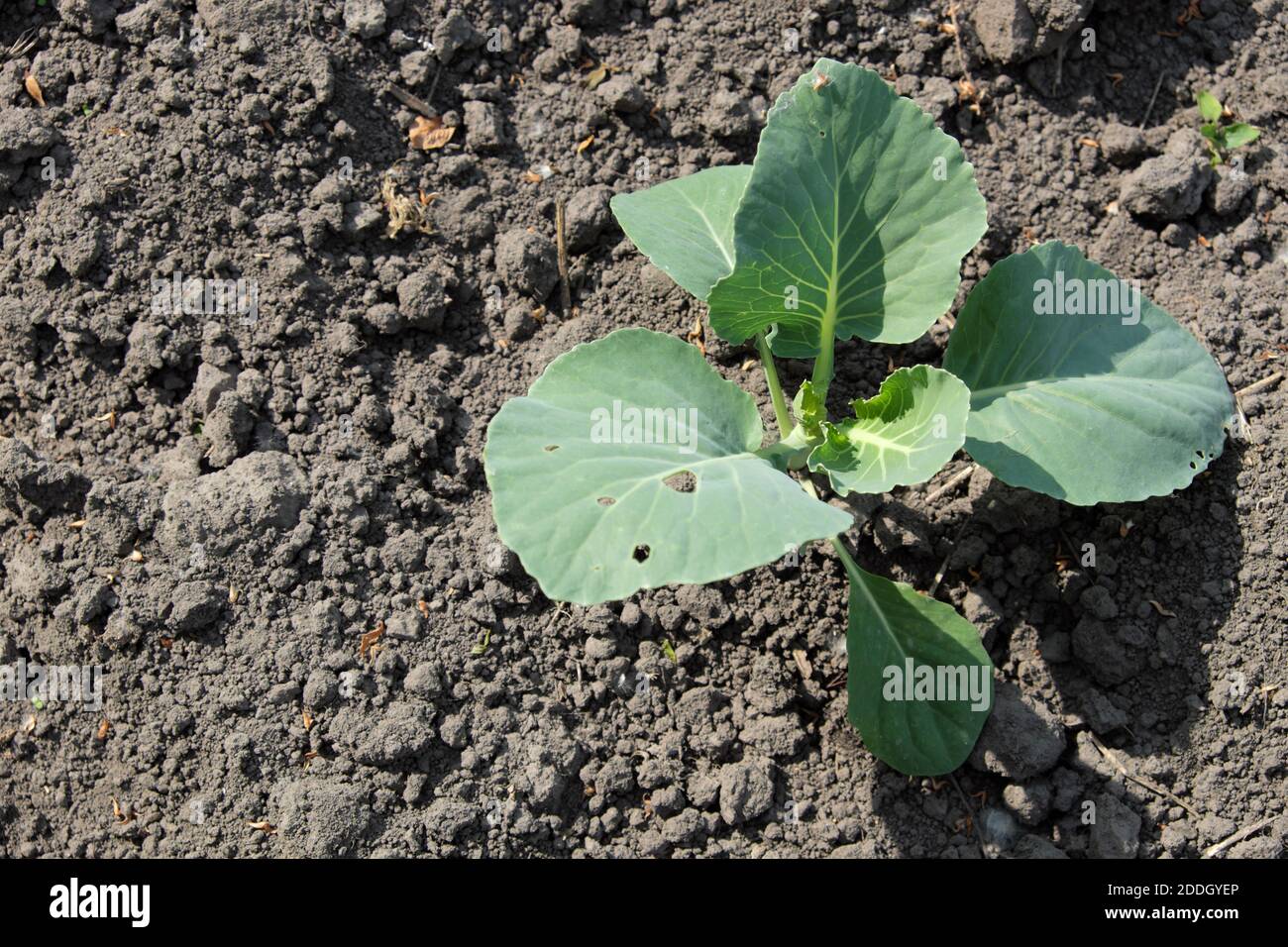 Cabbage seedlings hi-res stock photography and images - Alamy