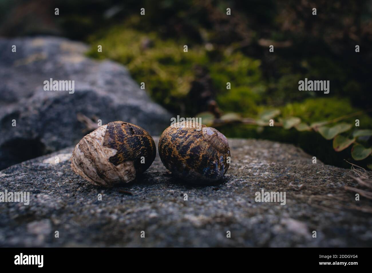 Two shells hi-res stock photography and images - Alamy