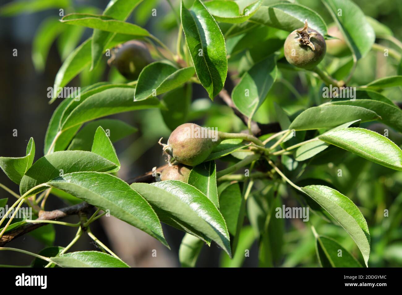 Homegrown fruits hi-res stock photography and images - Alamy