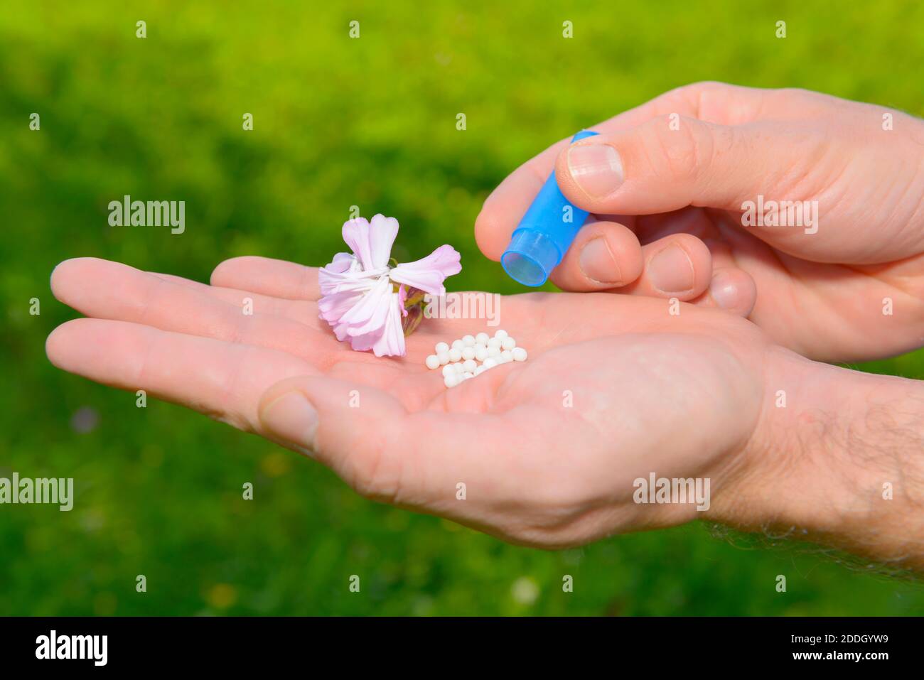 Homeopathic lactose sugar globules on hand with flowers, outdoors Stock ...