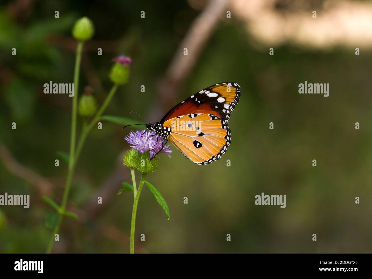 Monarch butterfly egg hi-res stock photography and images - Alamy