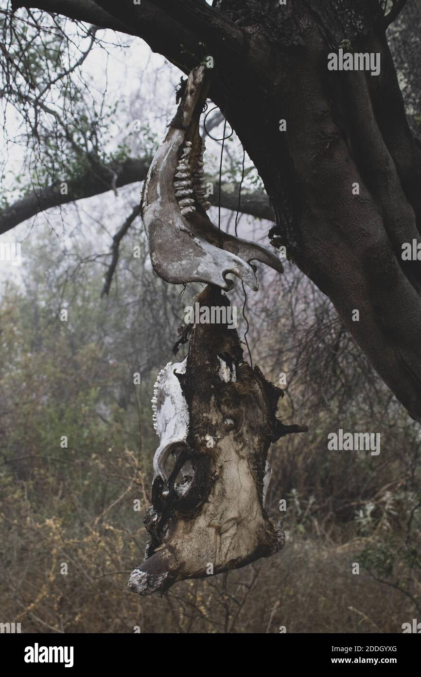 A vertical grayscale shot of an animal jaw bone hanging from a tree ...