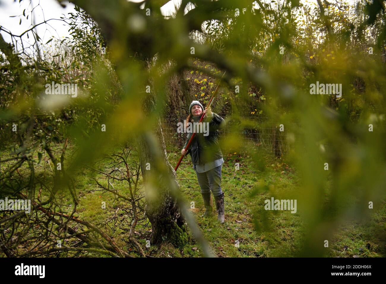 Sarah Starkey, who runs Mistletoe By Post, harvesting mistletoe on ...
