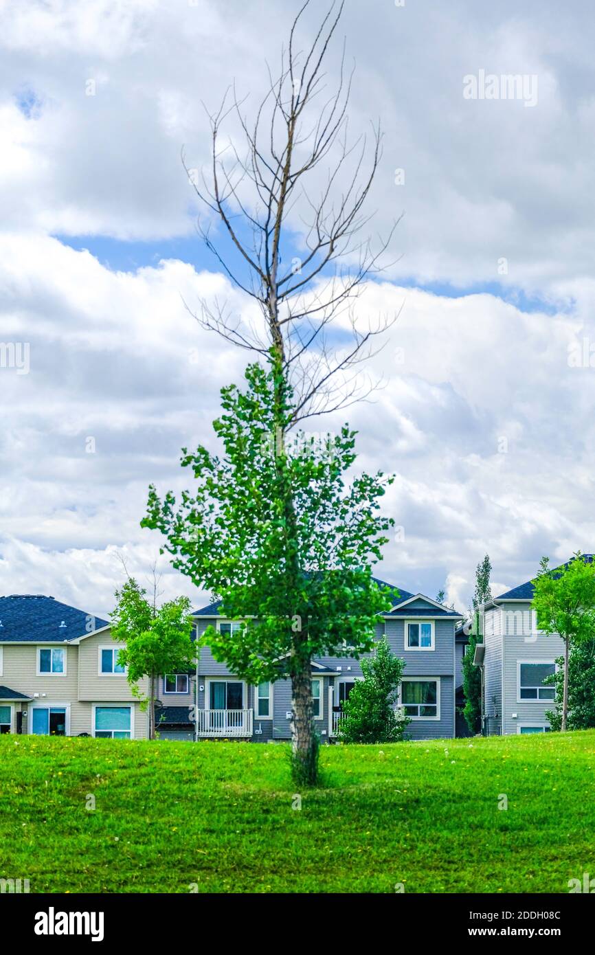 Tree in front of residential houses in suburb Stock Photo - Alamy